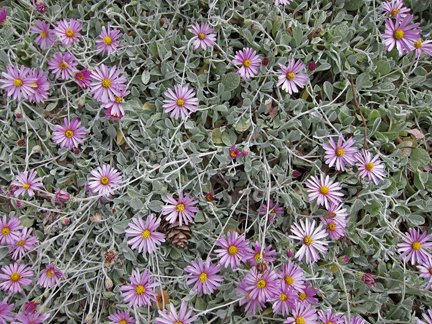 Corethrogyne filaginifolia 'Silver Carpet' | Aplopappus haenkei 'Silver ...