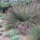 Rhodocoma capensis | Cape Restio | plant lust