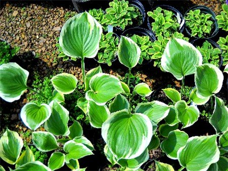 Hosta 'Ivory Coast' | Ivory Coast Hosta Lily | plant lust