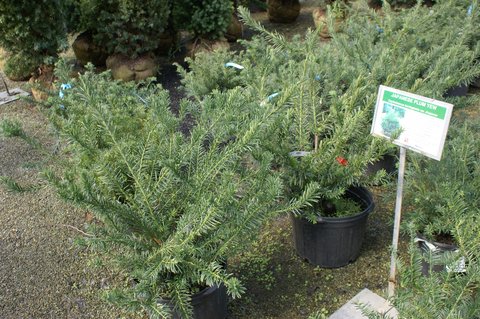 Cephalotaxus harringtonia | Cephalotaxus harringtonia 'drupacea ...