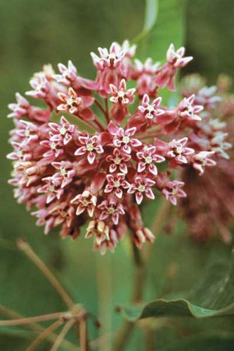 Asclepias sullivantii | Sullivant's Milkweed | Sullivant's Prairie ...
