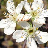 Stanley Dwarf Plum | Prunus cerasifera 'Stanley' | Stanley Italian ...