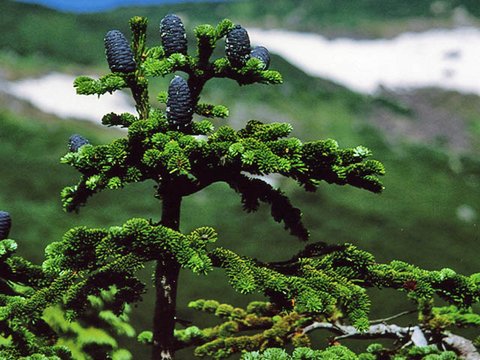 Abies mariesii | Aomori-todomatsu | Maries Fir | plant lust