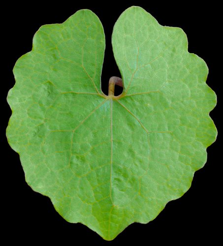 Eomecon chionantha | Poppy of The Dawn | Snow Poppy | plant lust