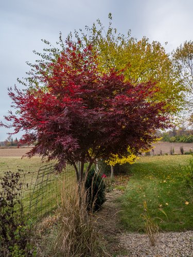 Acer palmatum 'Sumi Nagashi' | Acer palmatum 'Suminagashi' | Sumi ...