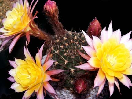 Echinopsis 'Easter Bonnet' | Lobivia 'Easter Bonnet' | plant lust