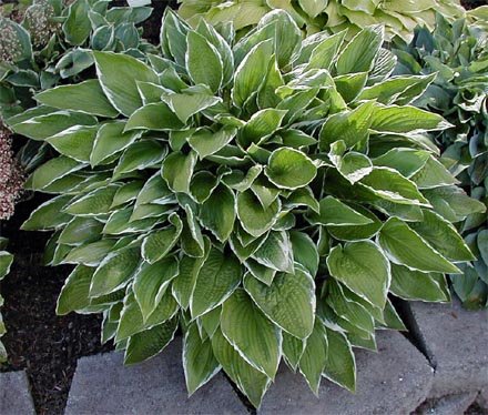 Hosta 'Counter Point' | Hosta 'Counterpoint' | plant lust