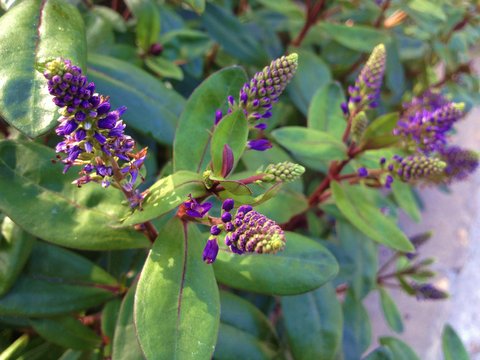 Hebe 'Amy' | Hebe 'Purple Queen' | Hebe 'Purple Splendor' | Hebe ...