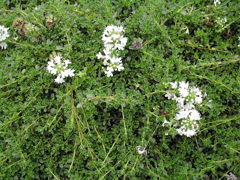 Thymus linearis var. album | Thymus praecox 'Albiflorus' | Thymus ...