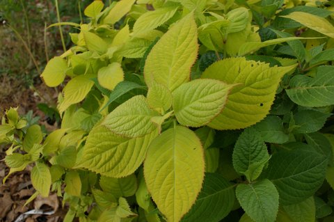Hydrangea serrata 'Golden Sunlight' | | plant lust