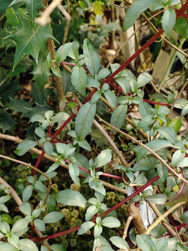 Fuchsia microphylla 'Silver Lining' | | plant lust