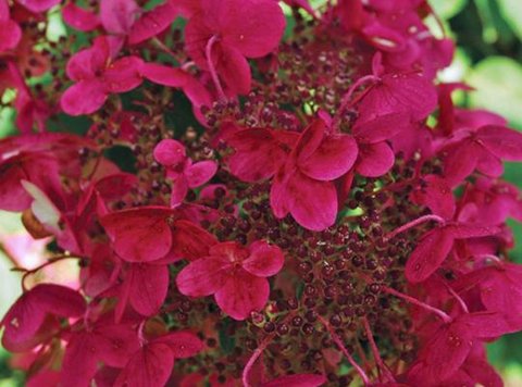 Hydrangea paniculata 'Wims Red' PP26005 | Hydrangea paniculata 'Fire ...