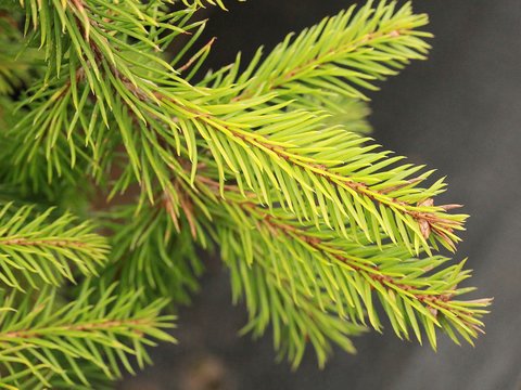 Picea abies 'Gold Finch' | Gold Finch Norway Spruce | plant lust