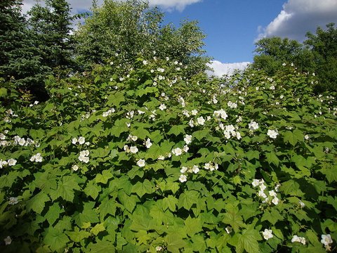 Rubus parviflorus | Thimbleberry | plant lust