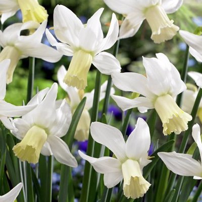 Narcissus 'Jenny' | Jenny Daffodil | plant lust