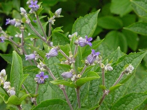 Clematis heracleifolia | Tube Clematis | plant lust