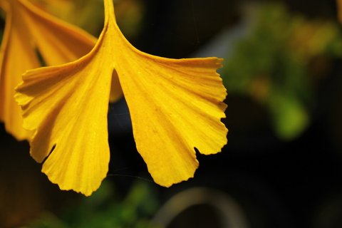 Ginkgo biloba GoGo™ PP24226 | Menhir Maidenhair Tree | plant lust