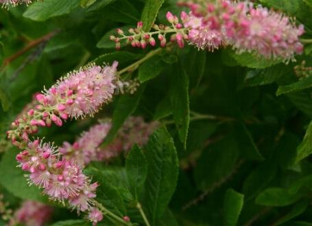 Clethra alnifolia 'Ruby Spice' | Ruby Spice Summer Sweet | Sweet ...