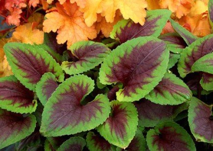 Viola 'Heartthrob' PP19996 | Heart Throb Hardy Violet | Heartthrob ...