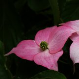 Cornus kousa 'Beni Fuji' | Chinese Dogwood | plant lust