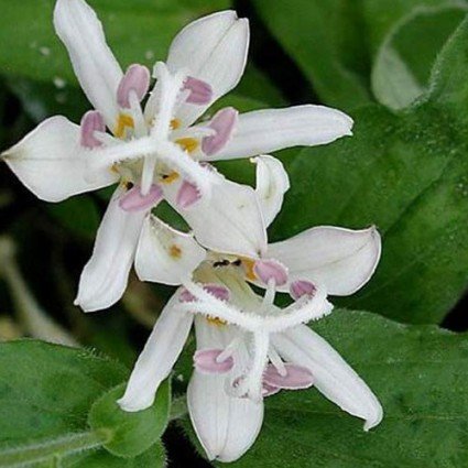 Tricyrtis hirta 'White Towers' | White Towers Toad Lily | plant lust