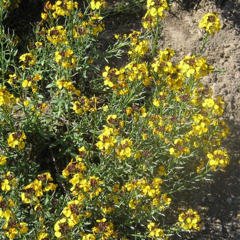 Erysimum capitatum [yellow] | Erysimum capitatum nivale [yellow ...