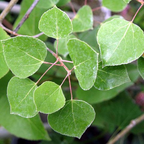 Populus tremuloides Clump | Quaking Aspen | plant lust
