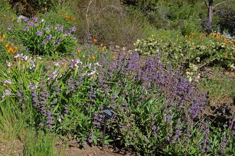Salvia 'Dara's Choice' | Salvia sonomensis 'Dara's Choice' | Dara's ...