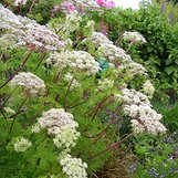 Selinum wallichianum | Selinum tenuifolium | Cow Parsley | plant lust