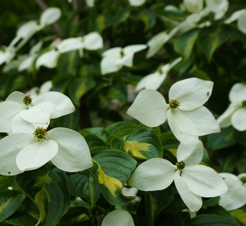 Benthamia from multiple nurseries on Plant Lust