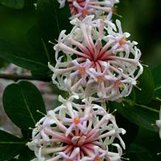 Dais cotinifolia | Pom-Pom Tree | plant lust