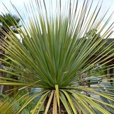 Nolina nelsonii | Nolina nelsoni | Nelson's Blue Bear Grass | plant lust