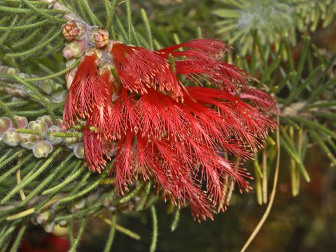 Calothamnus villosus | Silky Net Bush | Woolly Net Bush | plant lust