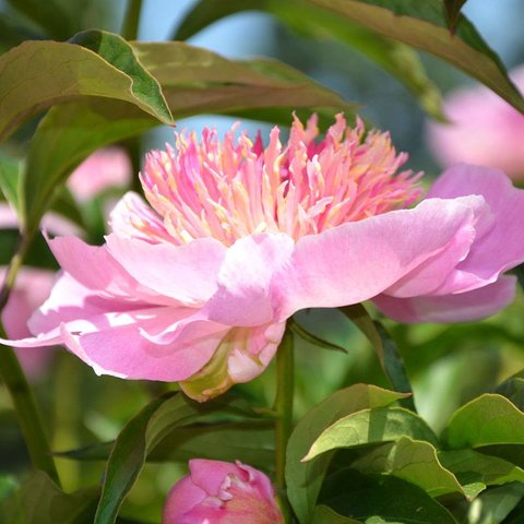 Paeonia lactiflora 'Do Tell' | Do Tell Peony | plant lust