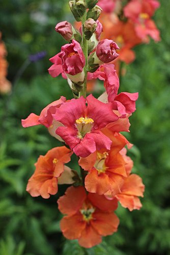 Antirrhinum majus 'Chantilly Bronze' | Chantilly Bronze Snapdragon ...