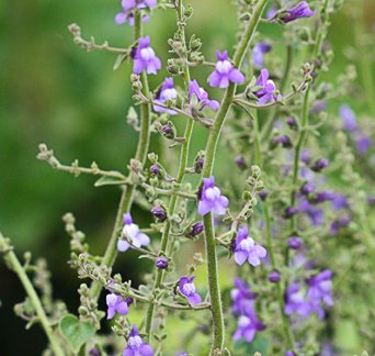 Antirrhinum nuttallianum | Nuttall's Snapdragon | Violet Snapdragon ...