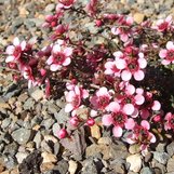 Leptospermum scoparium (Nanum Group) 'Ruru' | Leptospermum scoparium ...