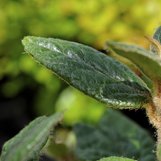 Rhododendron edgeworthii 'Bodnant' | | plant lust