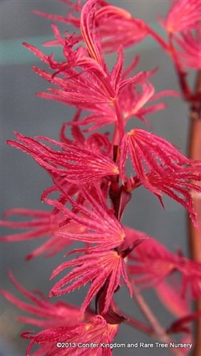 Acer palmatum 'Phoenix' | Phoenix Japanese Maple | plant lust
