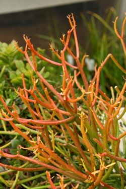 Euphorbia tirucalli 'Sticks on Fire' | Euphorbia tirucalli 'Firesticks ...