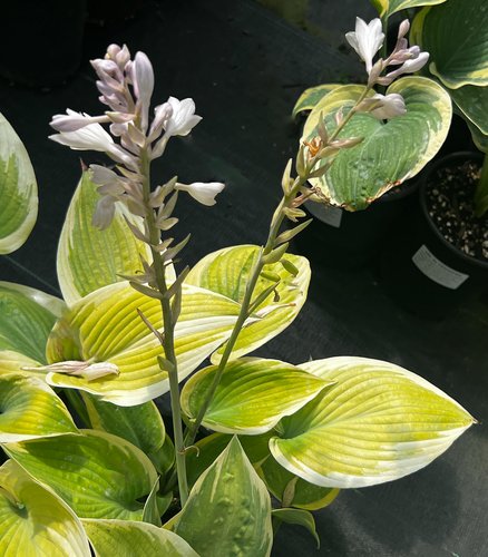Hosta 'Apple Candy' | | plant lust