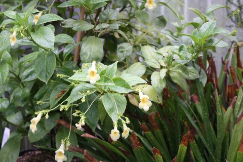 Lysionotus 'Pudding' | plant lust