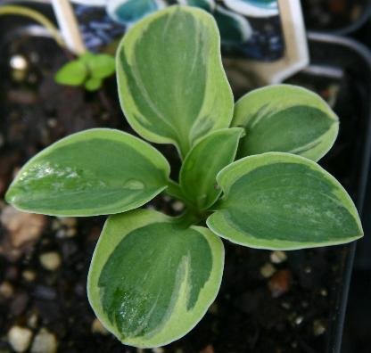 Hosta 'Frosted Mouse Ears' | M. Zilis/ E. & J Deckert 06 | plant lust