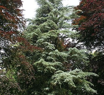 Cedrus from multiple nurseries on Plant Lust