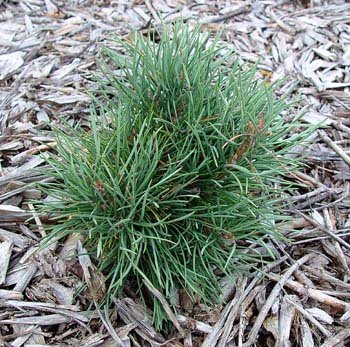 Pinus sylvestris 'Bennett Compact' | Bennett Compact Scots Pine | plant ...