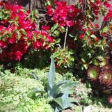 Aeonium 'Cyclops' | Giant Red Aeonium | plant lust