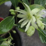 Illicium anisatum | Anise Shrub | Japanese Anise | Japanese Star-Anise ...