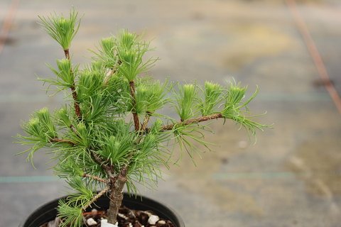 Larix laricina 'Sweet Baby' | Sweet Baby Dwarf American Larch | plant lust