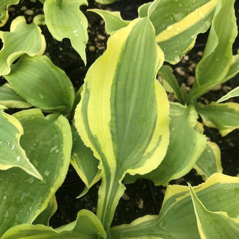 Hosta 'Tropical Dancer' | | plant lust