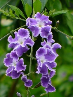 Duranta erecta 'Geisha Girl' | Duranta 'Sapphire Swirl' | Duranta ...